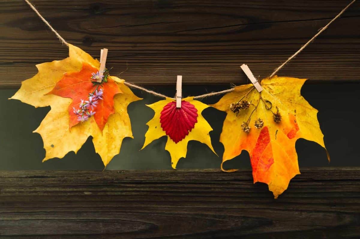 The Science Behind Leaves Changing Colors (Kid-Friendly Edition)