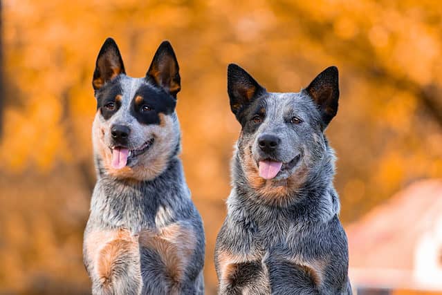 Are Blue Heelers Good with Kids? What Parents Need to Know