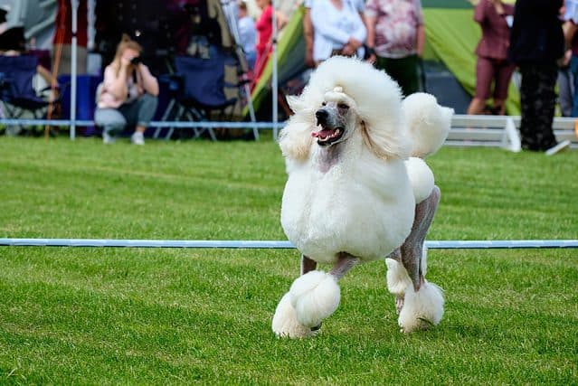 Are Poodles Good With Kids? What Parents Need To Know