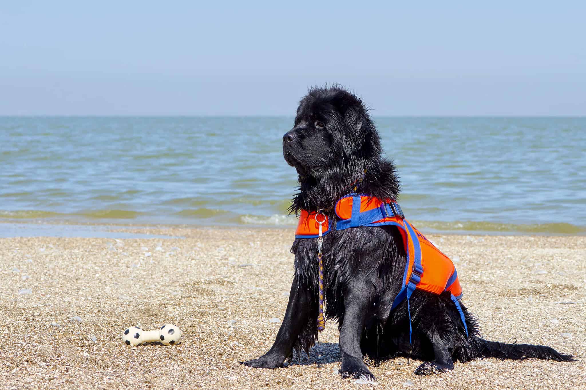 Are Newfoundlands Good With Kids? What Parents Need To Know