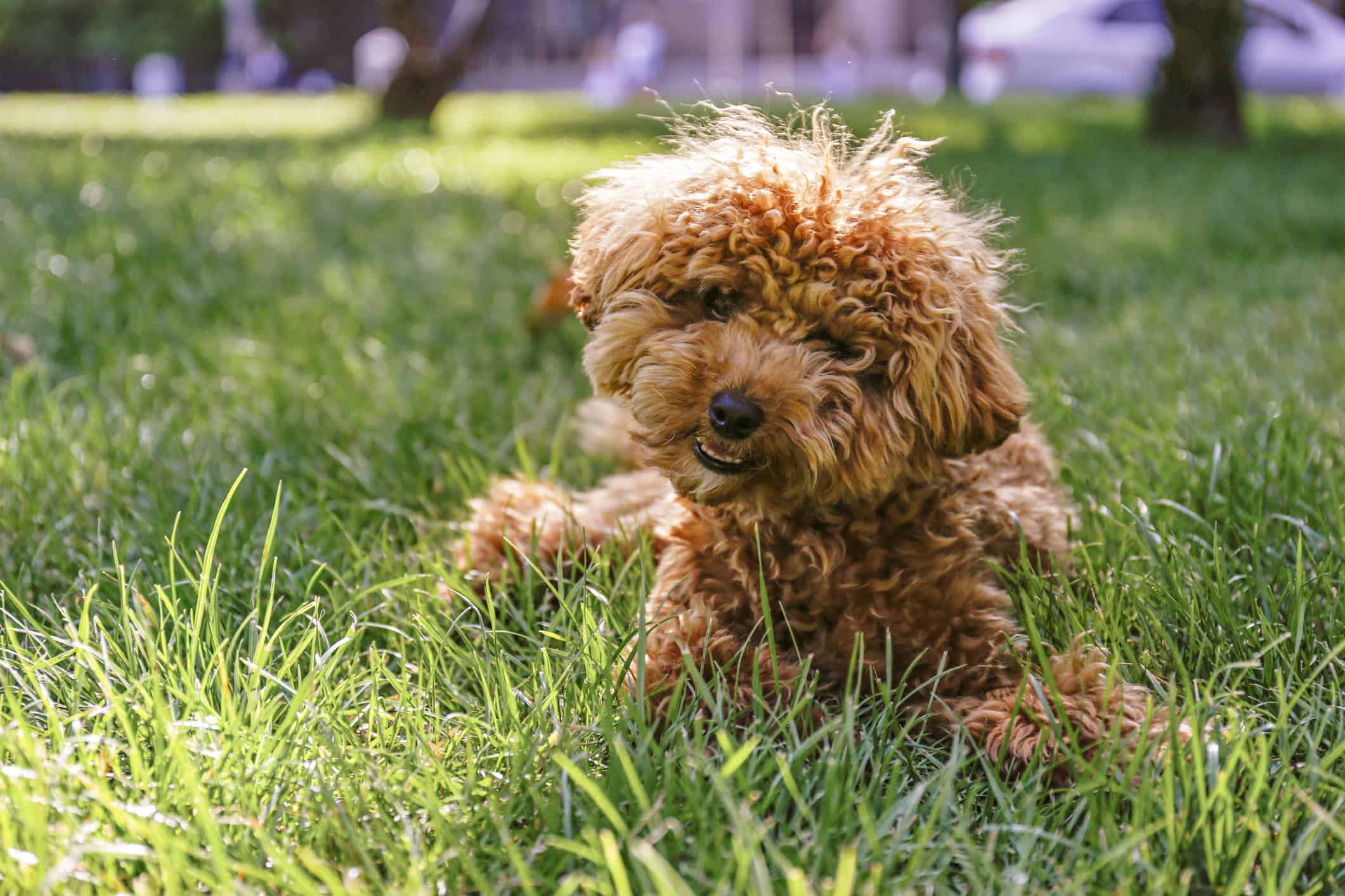 Are Maltipoos Good With Kids? What Parents Need To Know