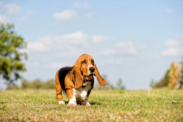 Are Basset Hounds Good With Kids? What Parents Need To Know