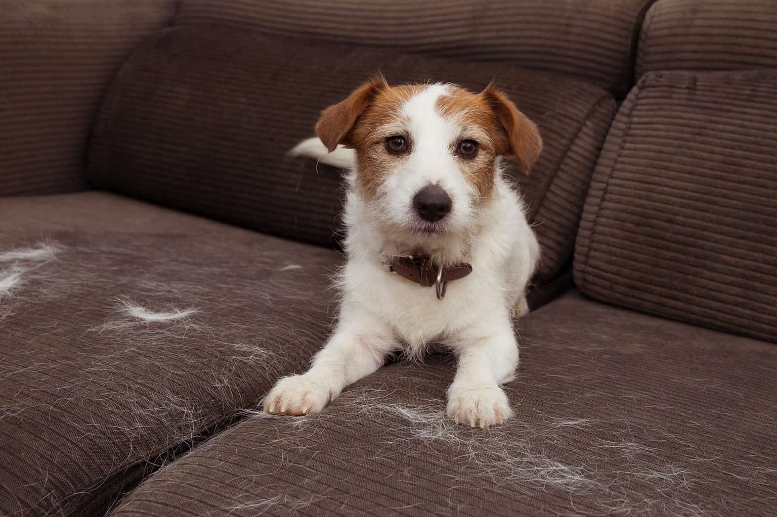 Are Jack Russells Good With Kids? What Parents Need To Know