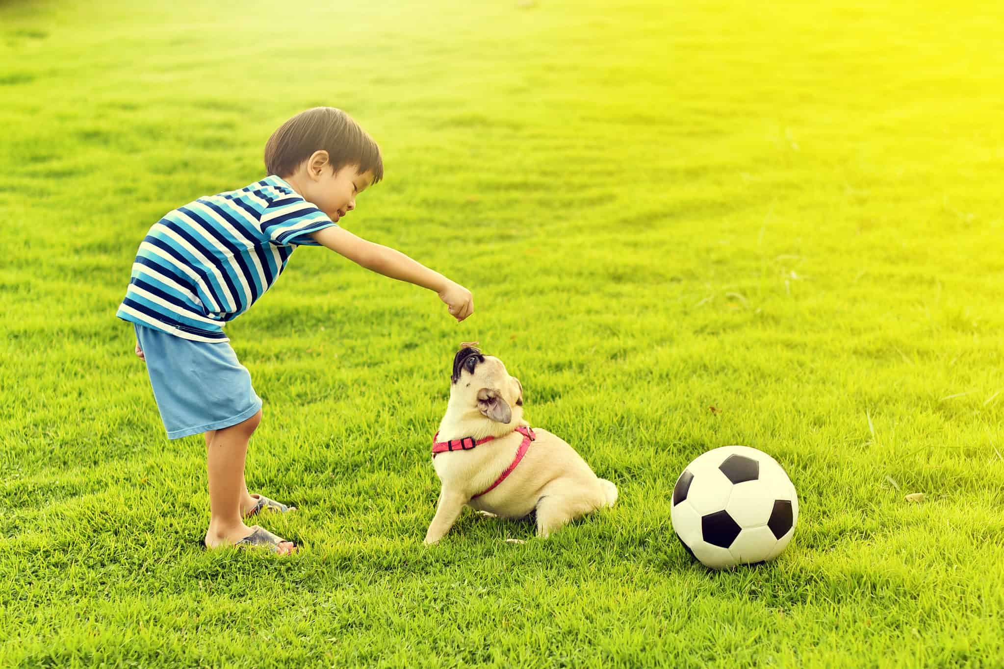 Are Pugs Good With Kids? What Parents Need To Know