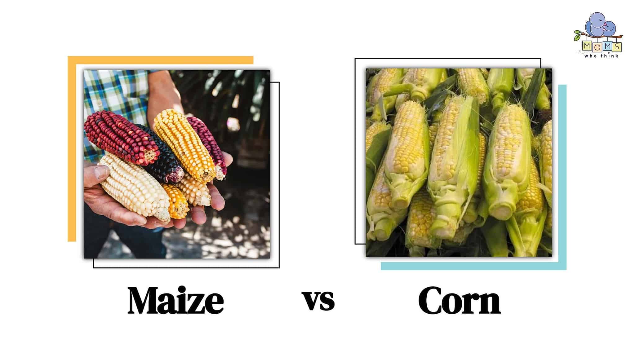 Cornmeal vs Corn Flour: Key Differences, Nutritional Value, Usage ...