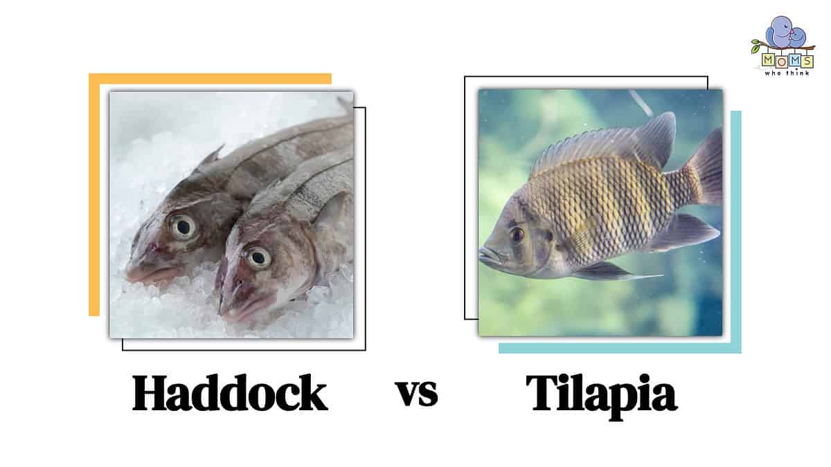 Haddock vs. Tilapia: Discovering the Key Differences