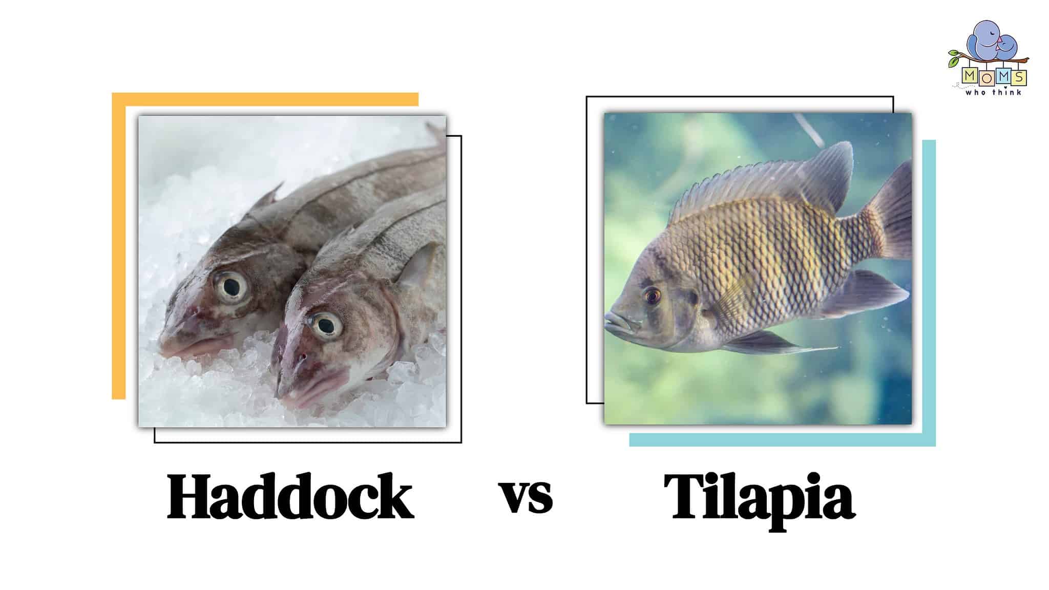 Haddock vs. Tilapia: Discovering the Key Differences
