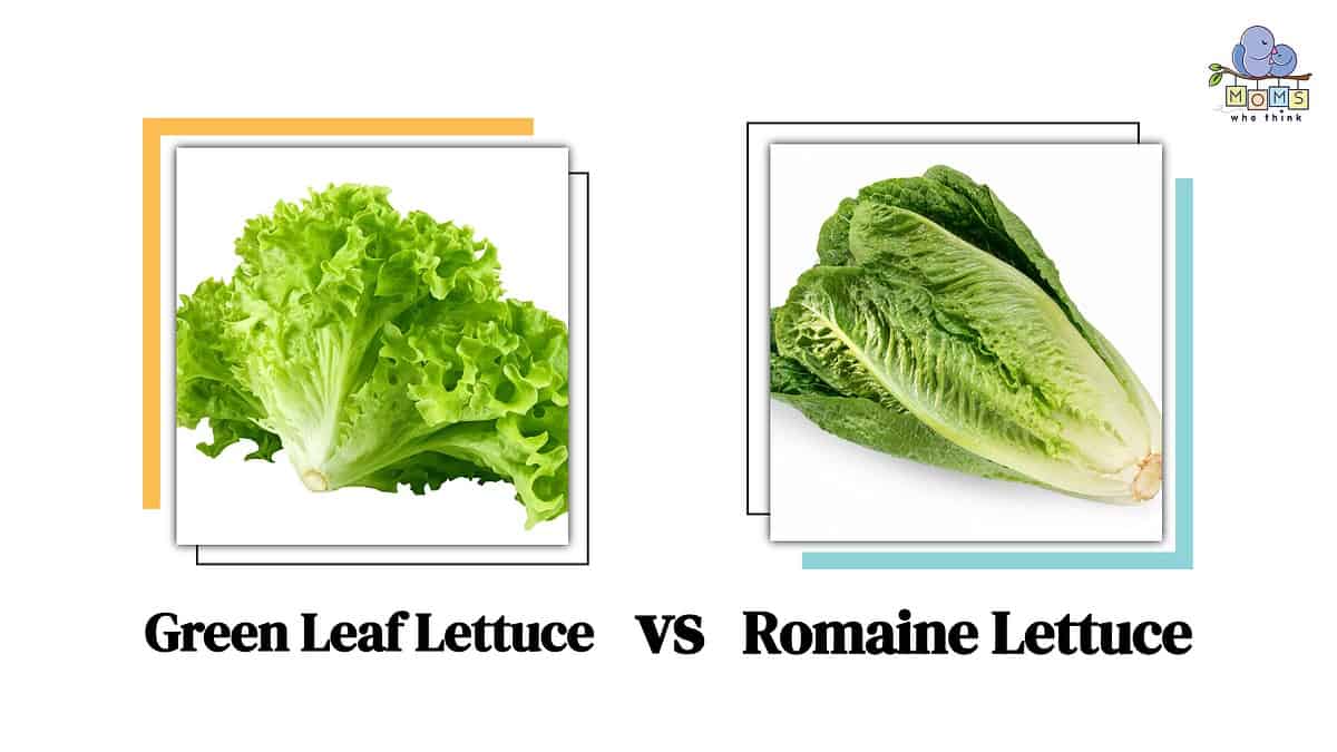 Green Leaf Lettuce vs. Romaine: Differences in Appearance, Taste ... Green Leaf Lettuce vs. Romaine: Differences in Appearance, Taste ...