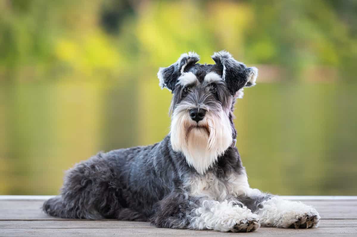 Are Schnauzers Good With Kids?
