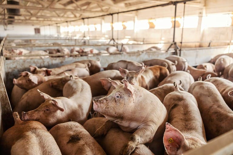 Pork vs. Beef: The Difference Between Two Of The Most Popular Meats