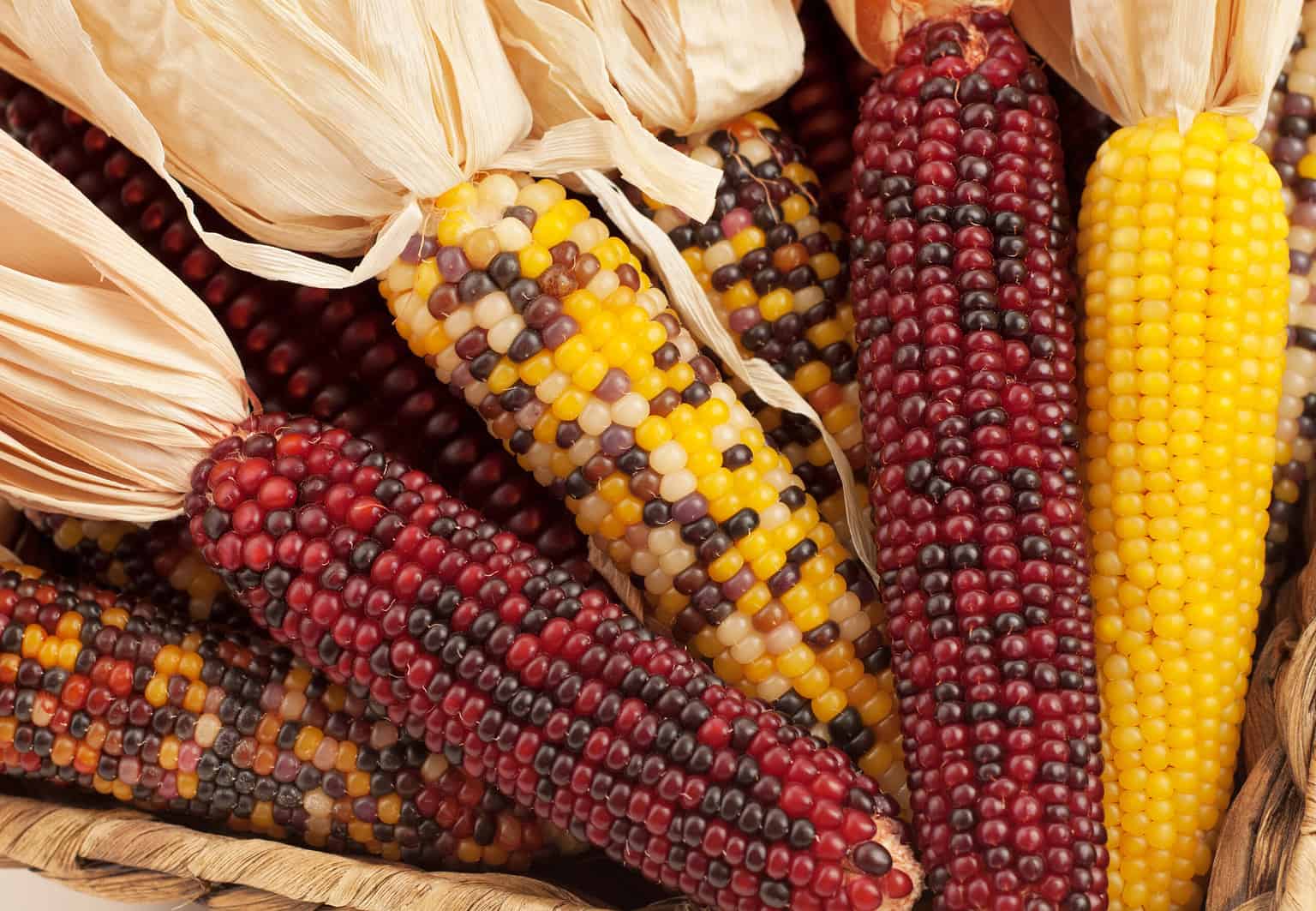 Maize vs Corn: Similarities and Differences