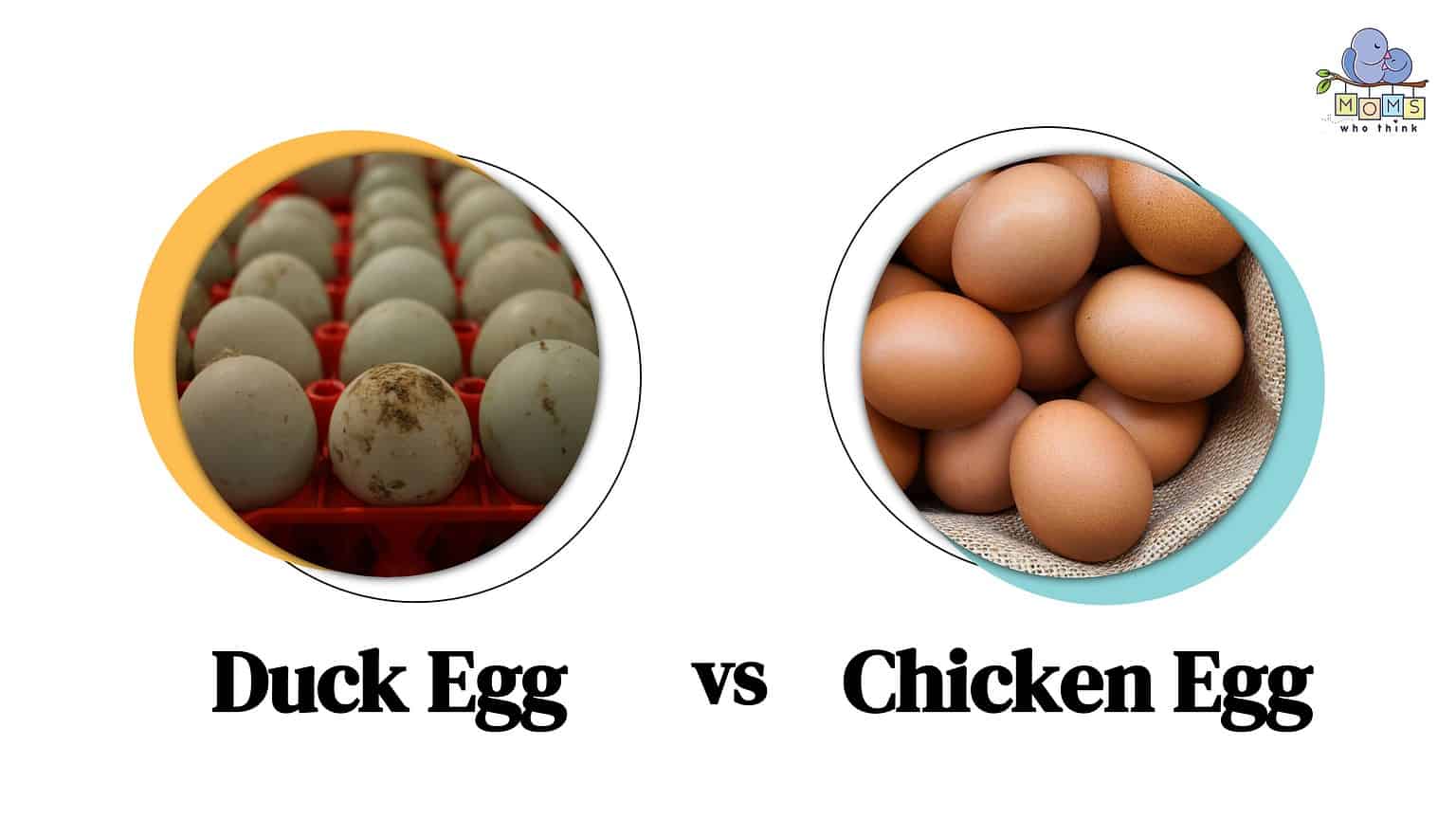 Duck Eggs vs. Chicken Eggs: 3 Key Differences & Nutrition Comparison