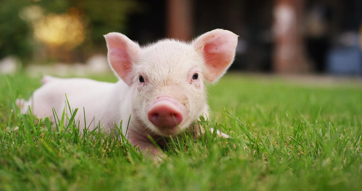 Chickens vs. Pigs: History and Fun Facts