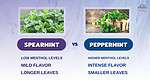 Spearmint vs. Peppermint: 3 Differences & Health Benefits