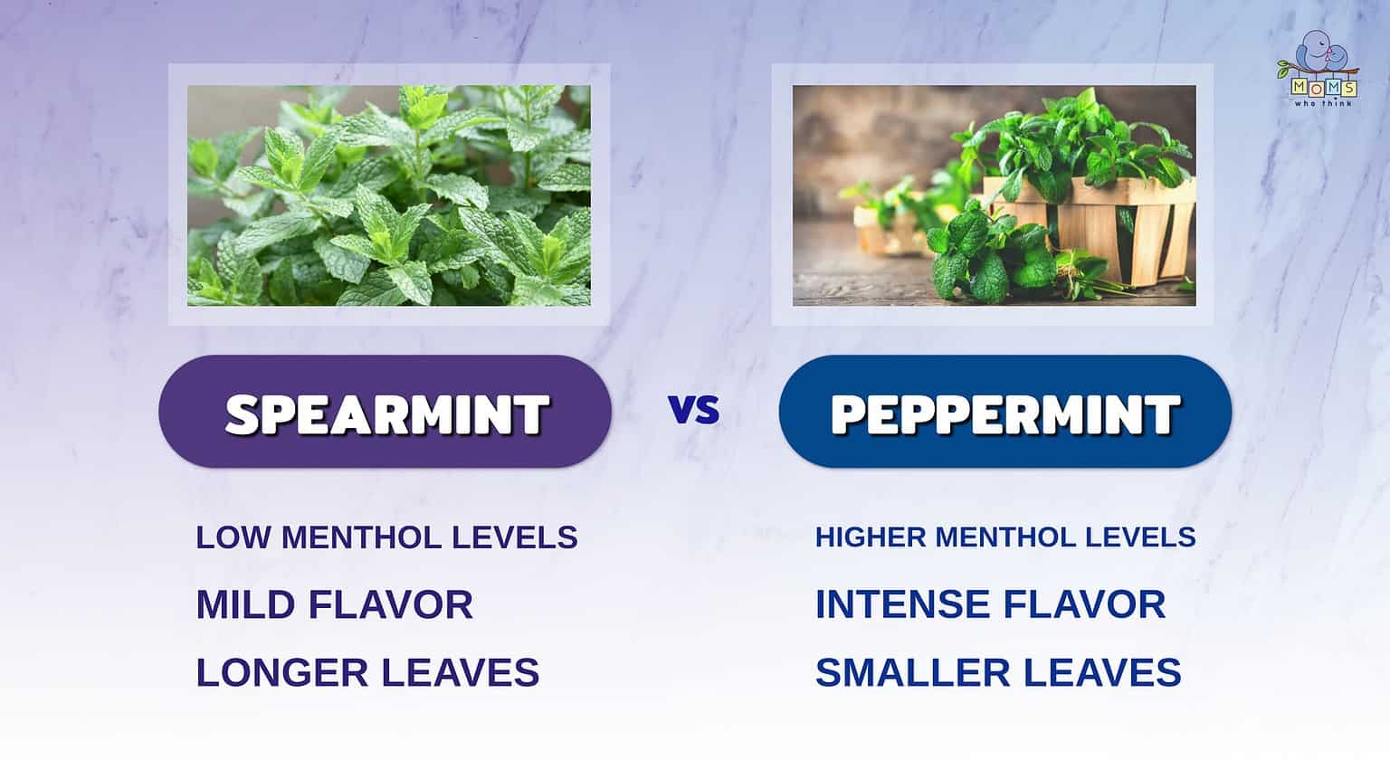Spearmint vs. Peppermint: 3 Differences & Health Benefits