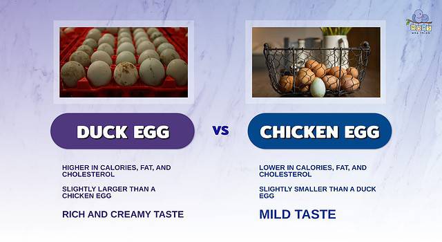 Duck Eggs vs. Chicken Eggs: 3 Key Differences & Nutrition Comparison