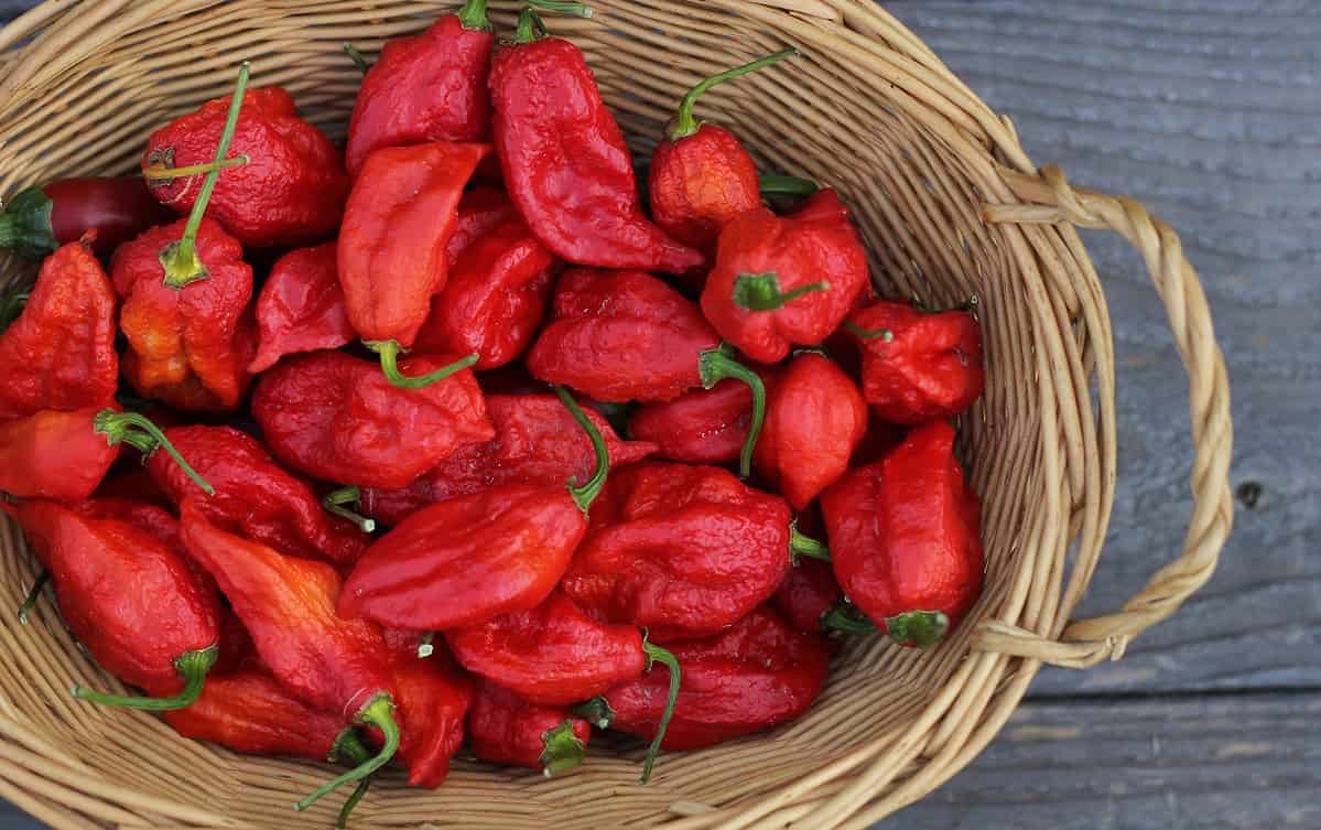 Ghost Pepper vs. Carolina Reaper: Which is Hotter & 4 Differences