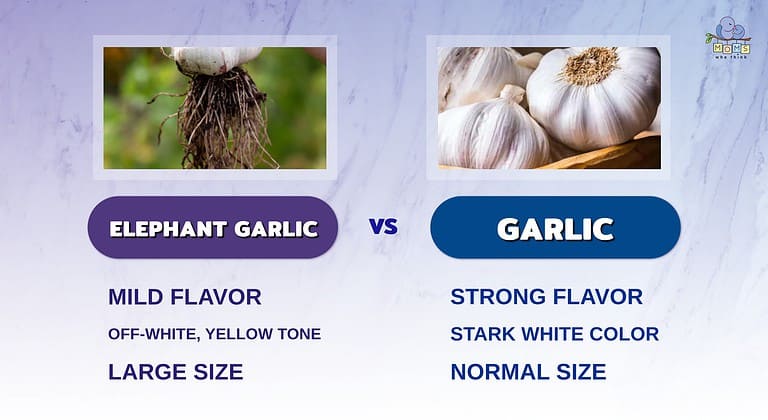 Elephant Garlic vs. Garlic: What is the Difference?