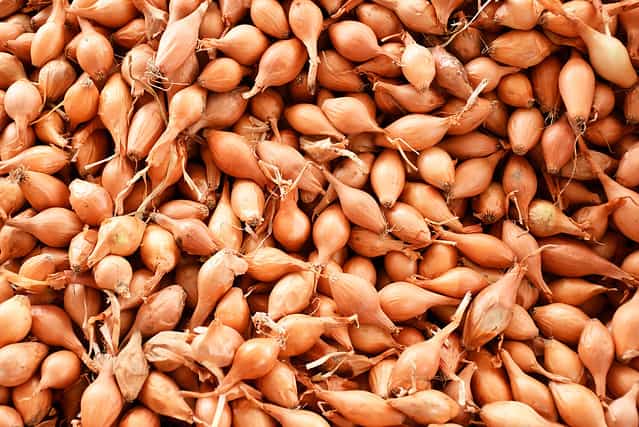 Shallot vs. Onion: 3 Key Differences & When to Cook with Each
