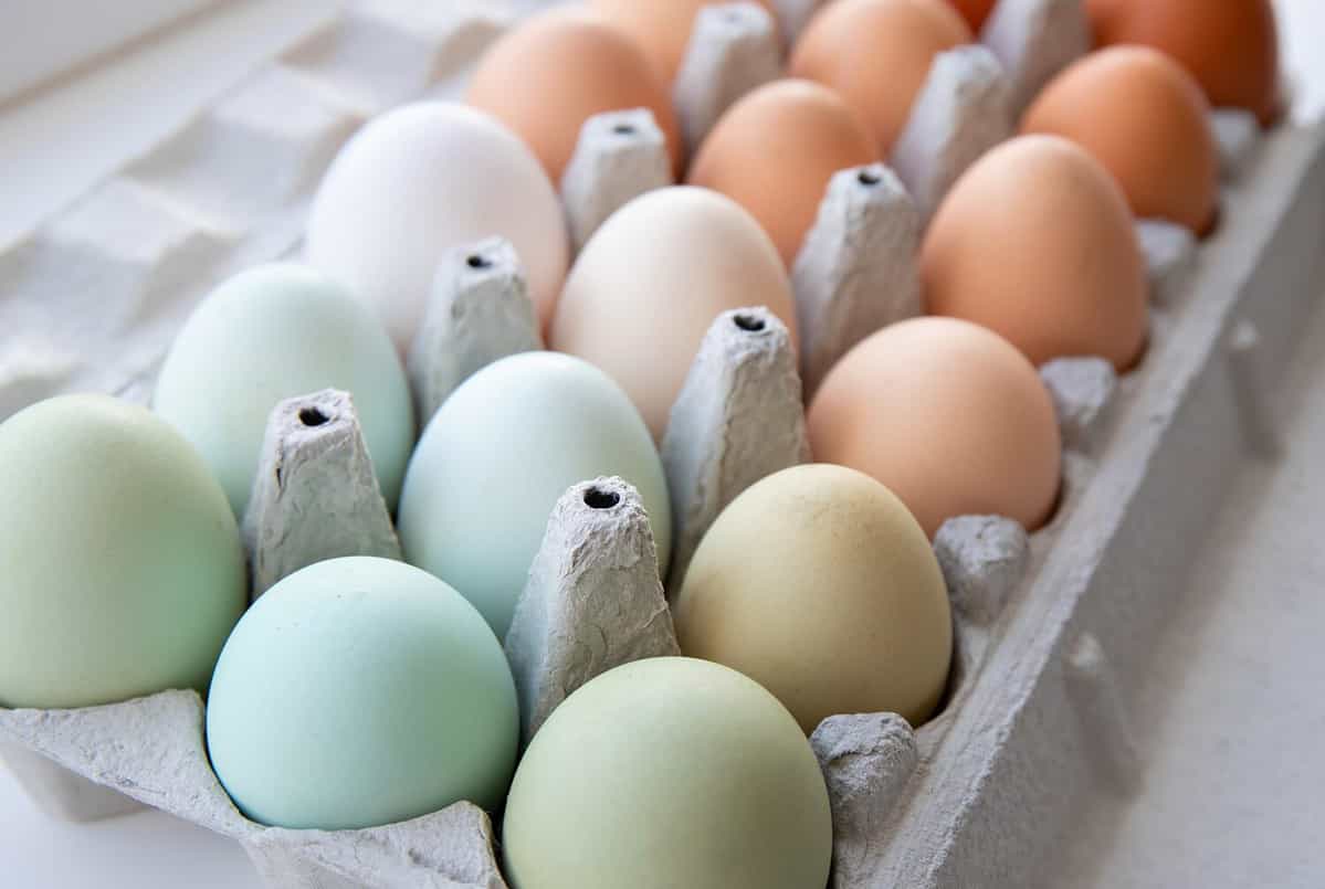 Brown Eggs vs. White Eggs: What Causes The Different Colors?