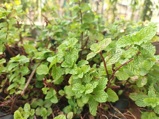 Spearmint vs. Peppermint: 3 Differences & Health Benefits