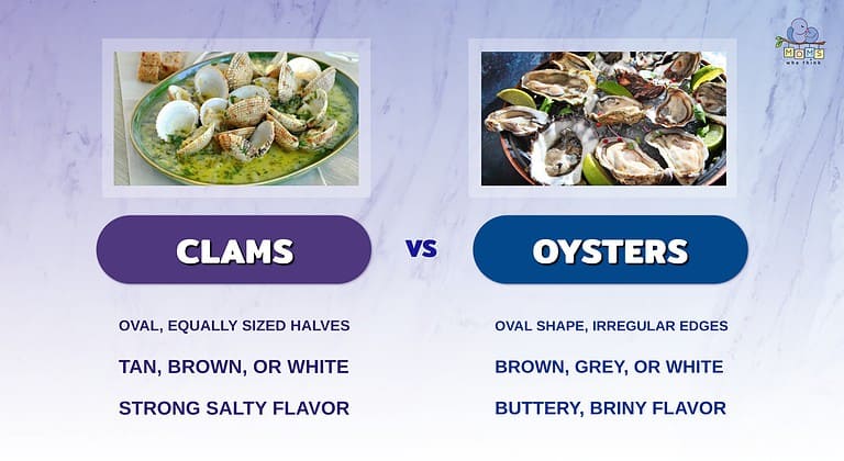Clams vs. Oysters: 6 Key Differences & How to Identify Types of Each