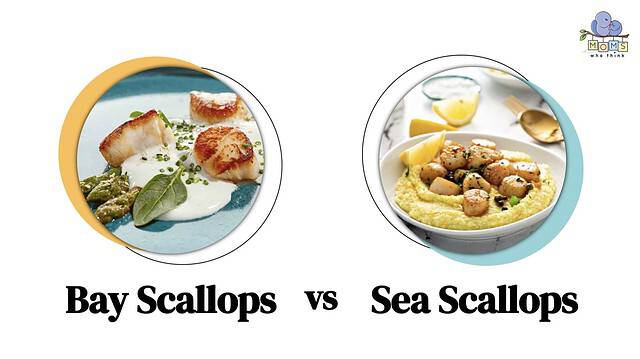 Bay Scallops vs. Sea Scallops: 4 Key Differences Including Taste & Texture