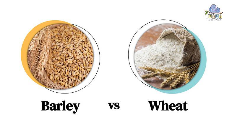 Barley vs. Wheat: 3 Key Differences & A Full Health Comparison
