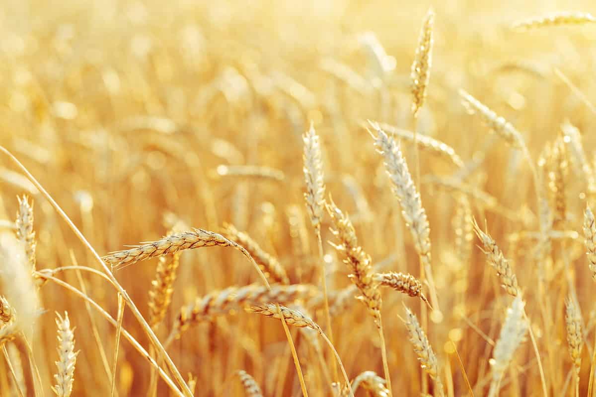 Barley vs. Wheat: 3 Key Differences & A Full Health Comparison