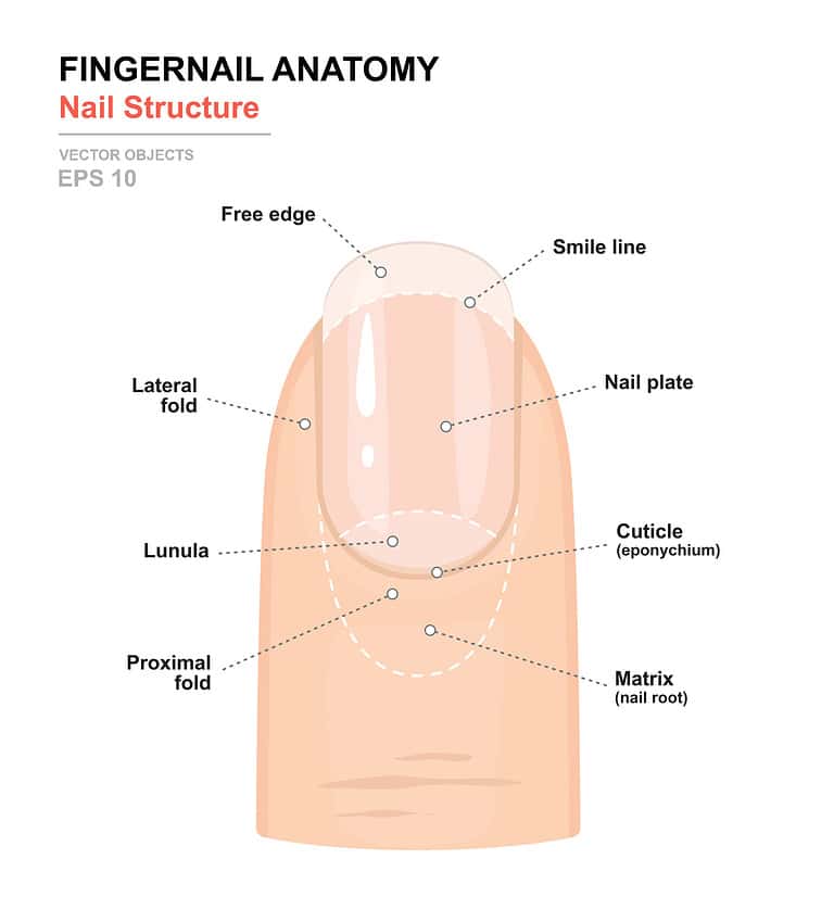 Nail Health Chart: How To Identify Problems