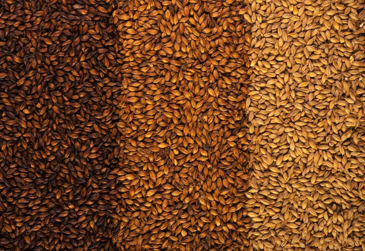 Malt Liquor vs. Beer: 4 Key Differences Including Taste & ABV