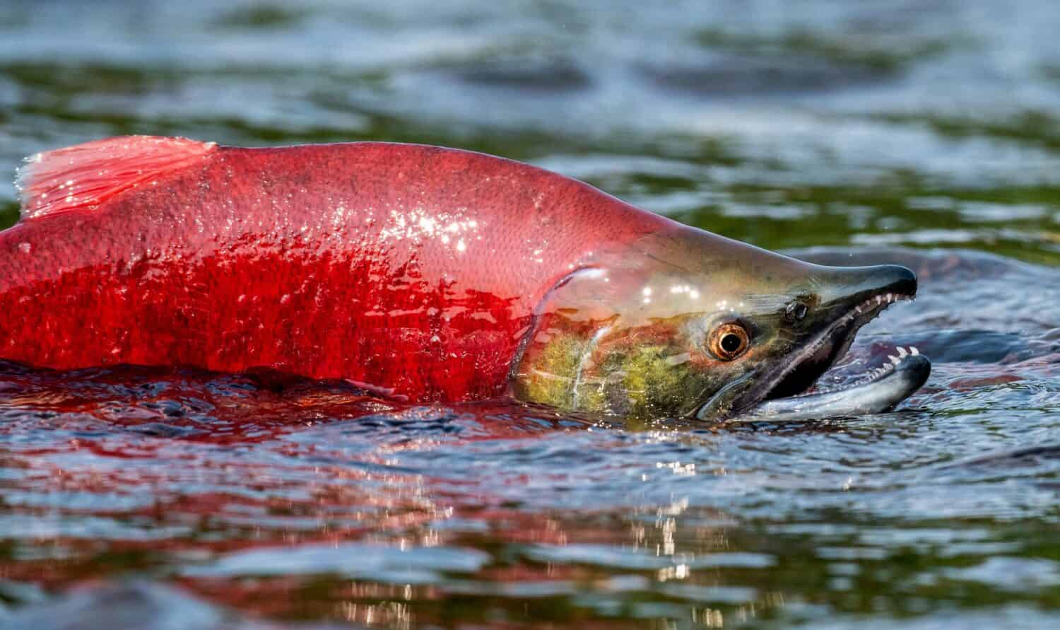 Sockeye Salmon vs. Atlantic Salmon: Full Health Comparison & Taste ...
