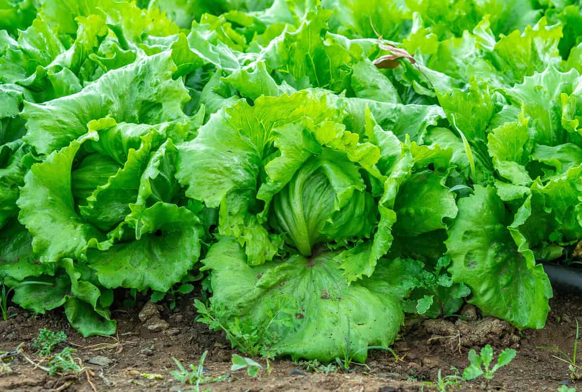Cabbage vs. Iceberg Lettuce: 5 Key Differences and a Nutritional Breakdown
