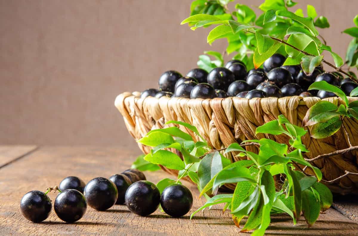 What is Jabuticaba? Taste, Health Benefits & Comparison to Other Fruit
