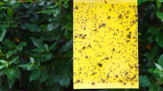 How to Get Rid of Flies Outside
