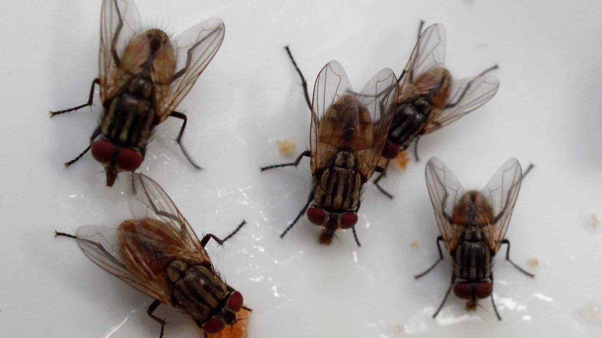 How to Get Rid of Flies Outside