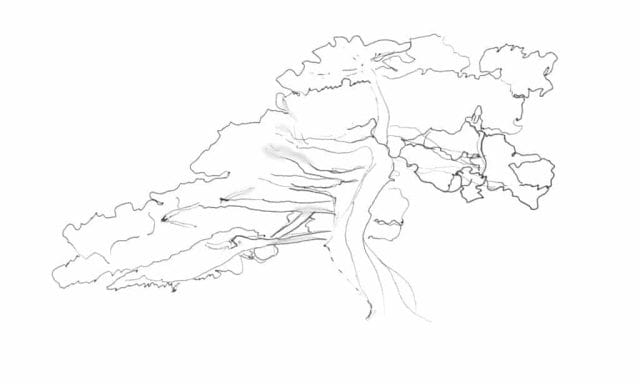 6 Steps to Draw a Tree