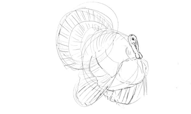 6 Easy Steps To Draw A Turkey