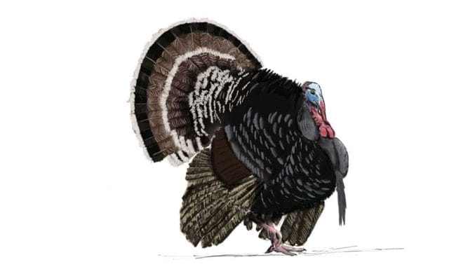 6 Easy Steps To Draw A Turkey