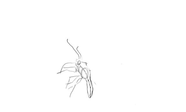 8 Steps to Drawing a Butterfly