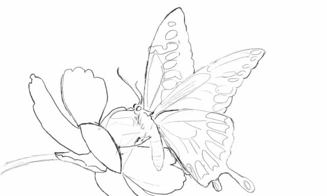 8 Steps to Drawing a Butterfly
