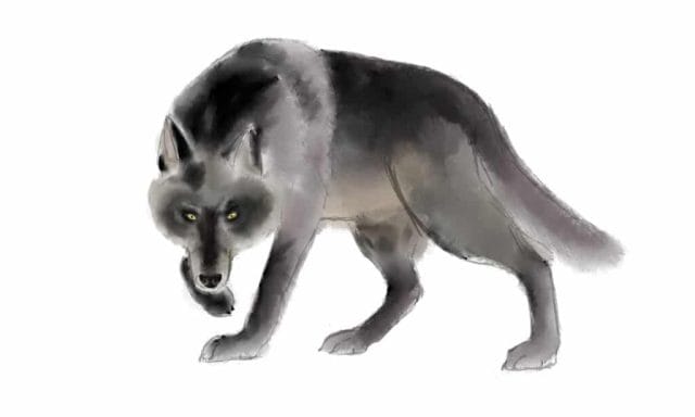 8 Steps To Draw a Wolf