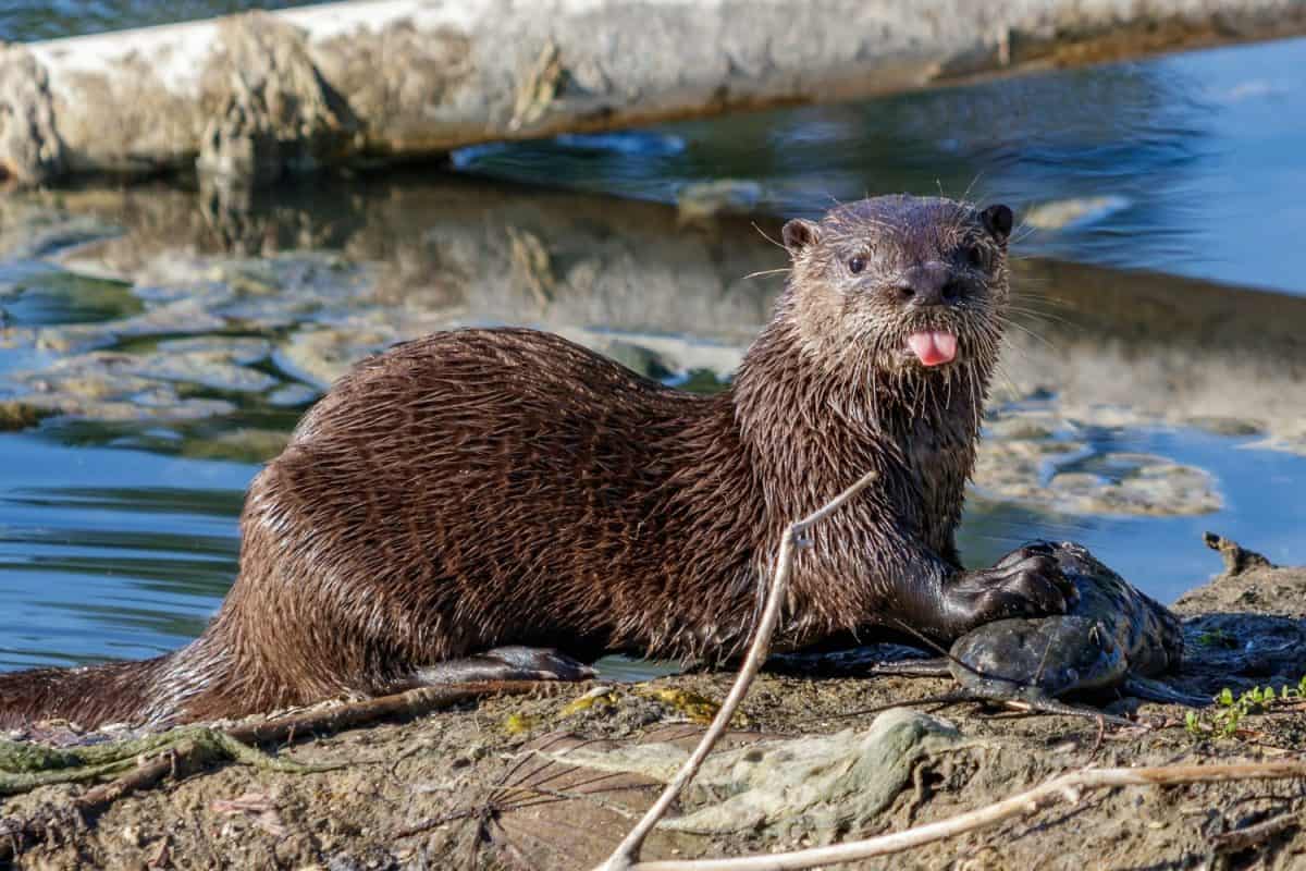 The Best U.S. National Parks for Animal Viewing