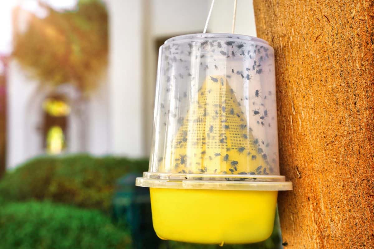 How to Get Rid of Flies Outside
