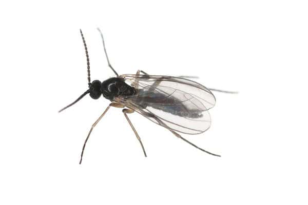 How to Get Rid of Fruit Flies Overnight