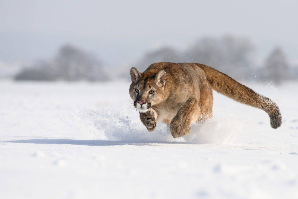 The Best U.S. National Parks for Animal Viewing