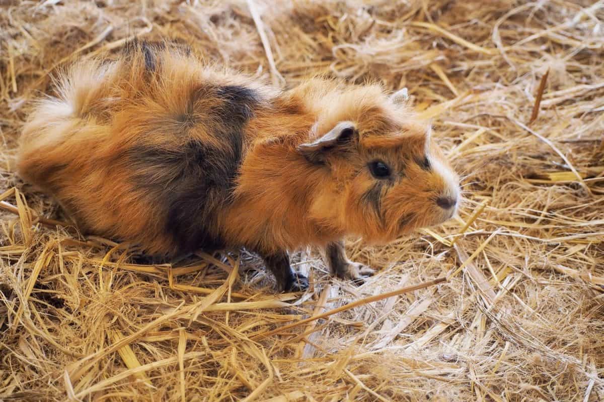 Tips for Caring for Your Guinea Pig