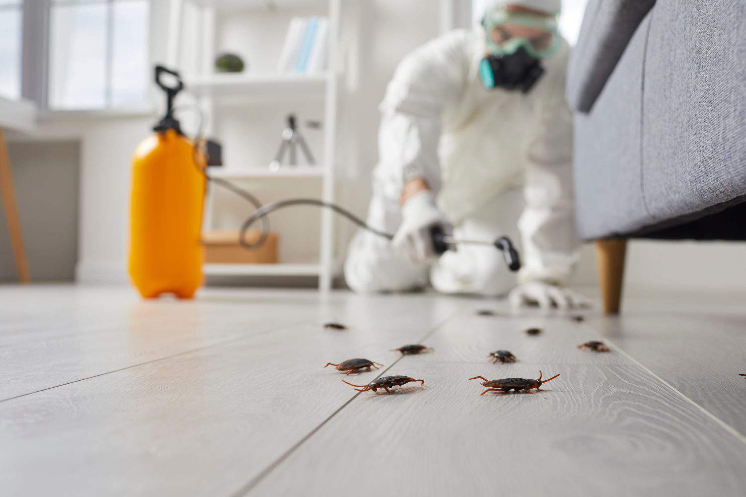 How to Tell if You Have a Cockroach Infestation (And How to Get Rid of ...