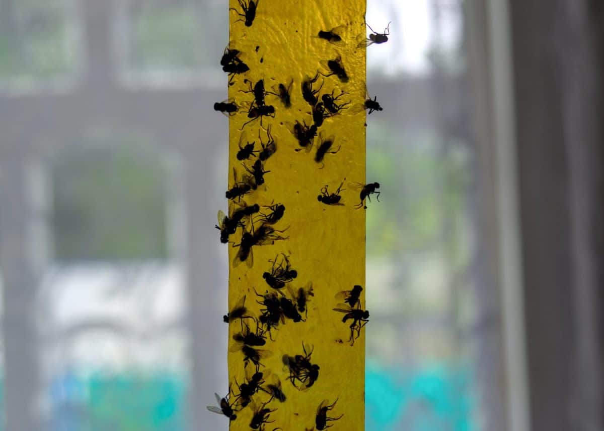 How to Get Rid of Fruit Flies Overnight