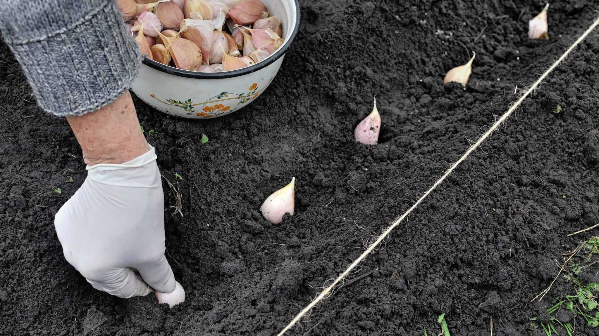 Tips For Growing Garlic Inside